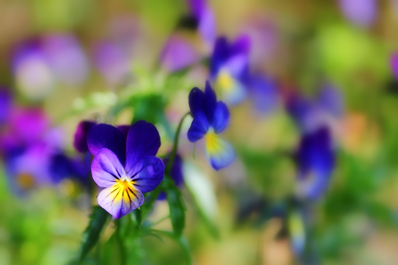 400 – 500 Fleur Pensée - Photo gratuite sur Pixabay - Pixabay