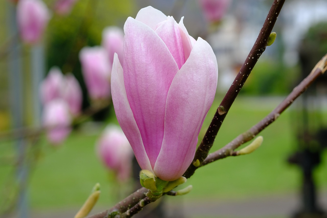Magnolia Blossom Bloom - Free photo on Pixabay