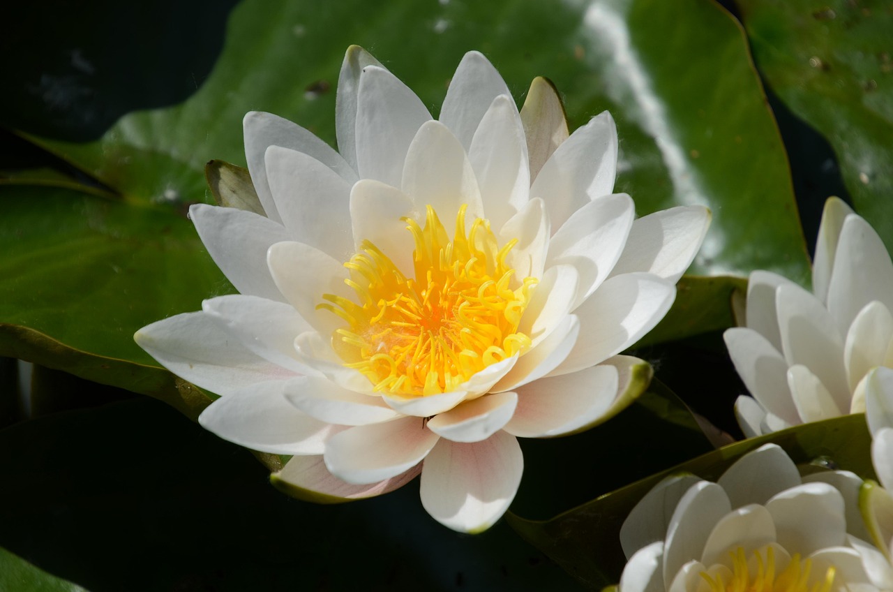 Nenúfar Flor Natureza - Foto gratuita no Pixabay - Pixabay