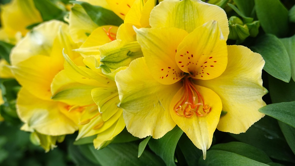 Alstroemeria Colorita Flower - Free photo on Pixabay - Pixabay