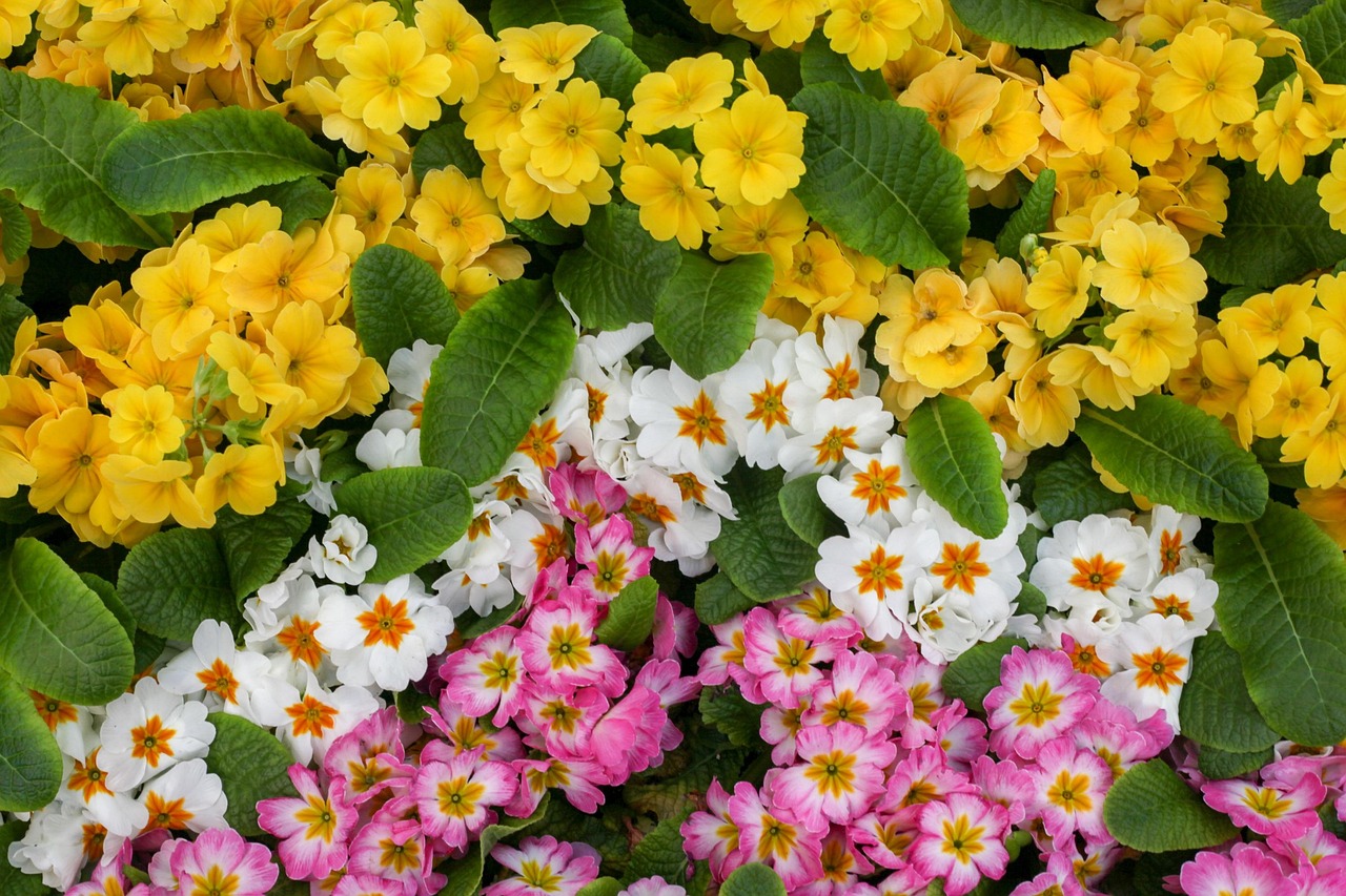 Sea Of Flowers Colorful Flower - Free photo on Pixabay