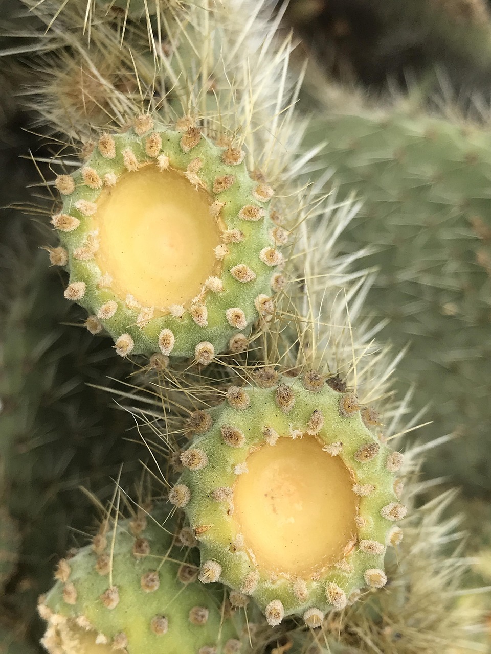 300+ Free Yellow Cactus & Cactus Images - Pixabay