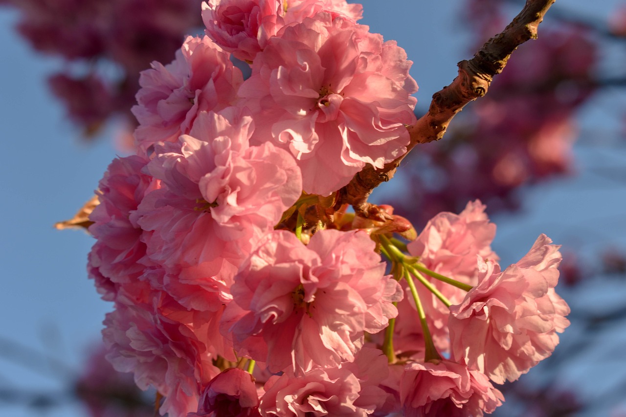 Cherry Blossom - Free photo on Pixabay - Pixabay