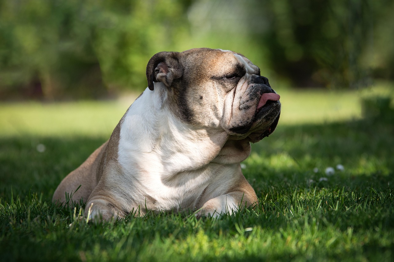Anjing Buldog Potret - Foto gratis di Pixabay - Pixabay