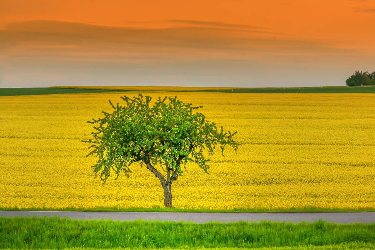 Mood Atmosphere Nature - Free photo on Pixabay