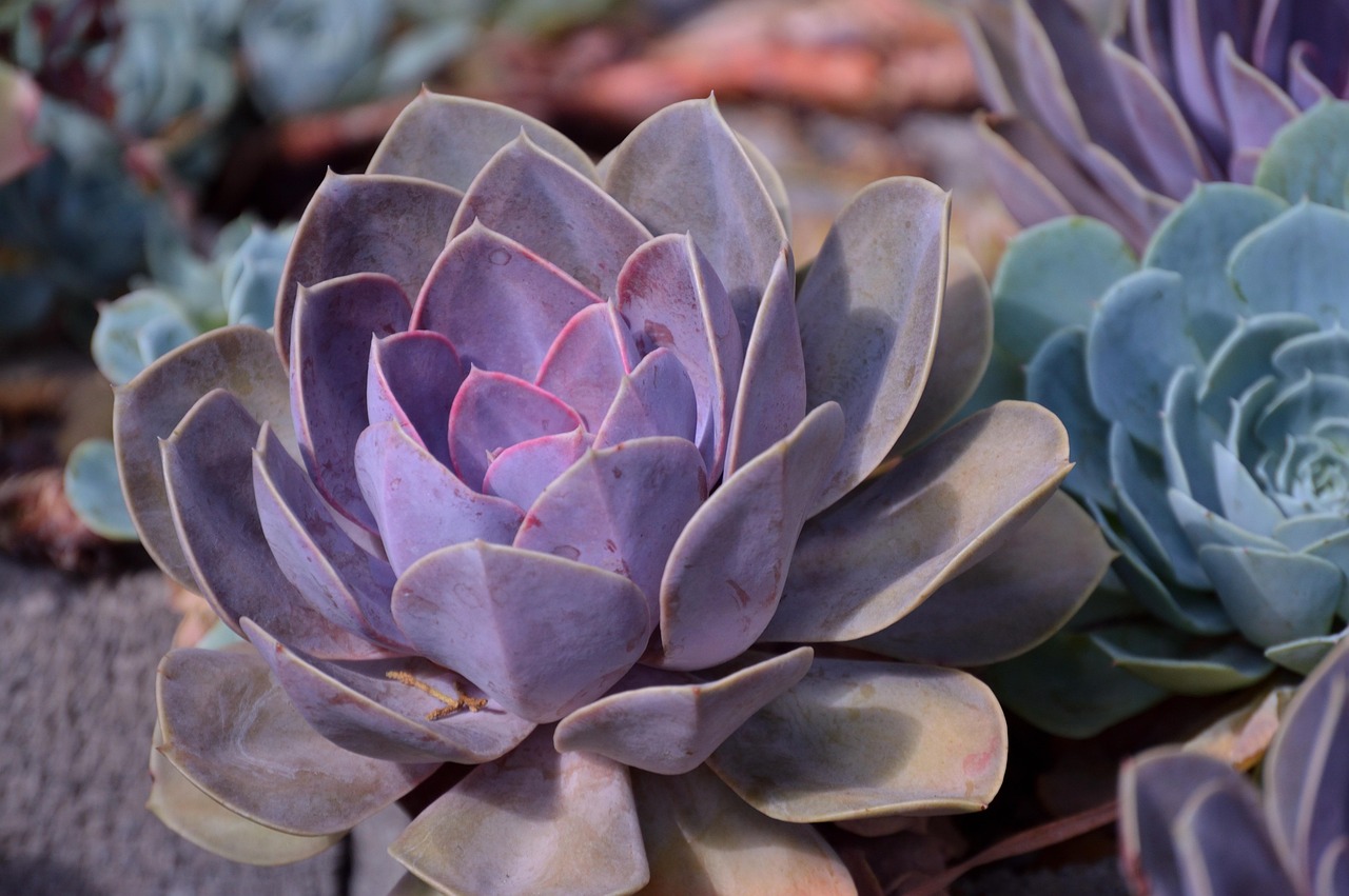4,000+ Succulent Pictures & Images [HD] - Pixabay