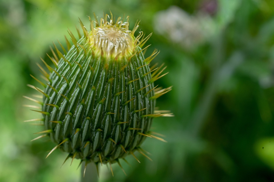 Green Flower Nature - Free photo on Pixabay