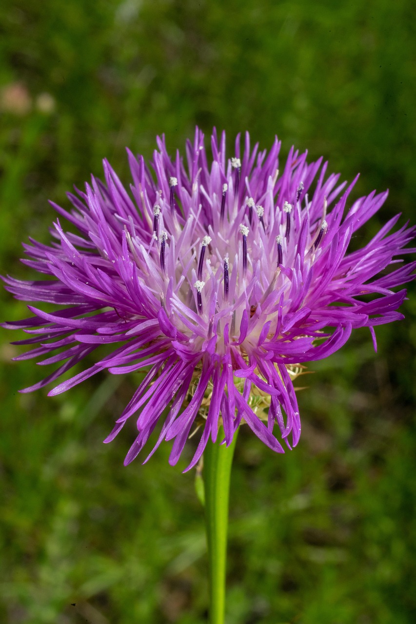 Mauve Vert Fleur - Photo gratuite sur Pixabay - Pixabay