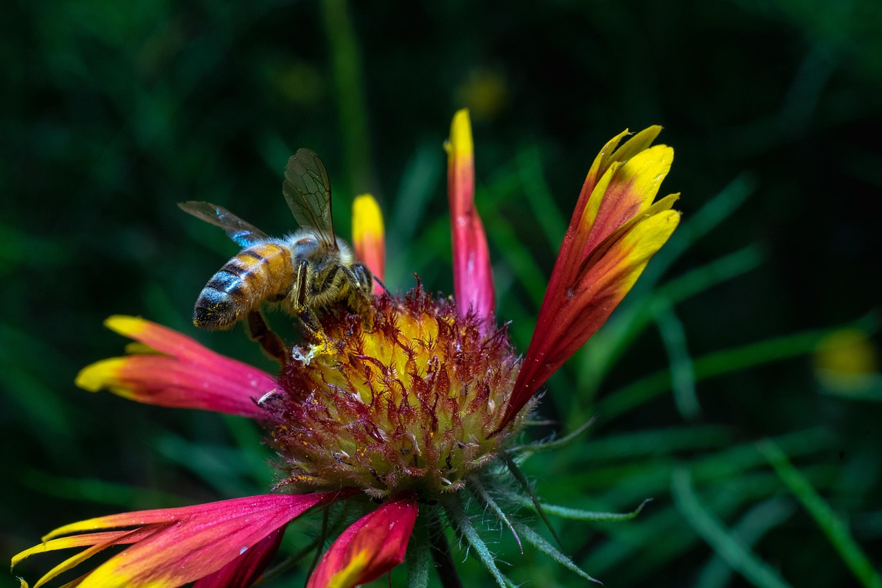Bee Green Flower - Free photo on Pixabay - Pixabay