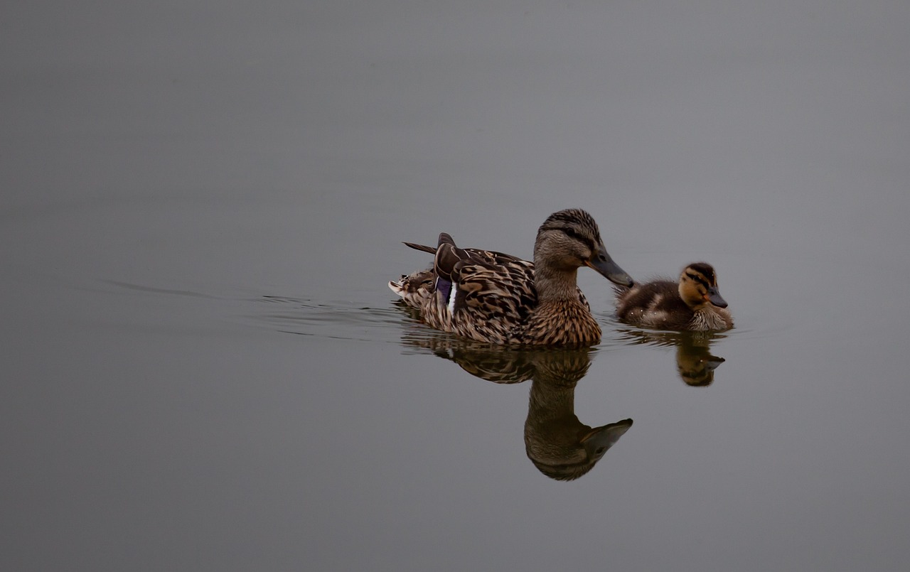 Mother And Baby Duck Duckling - Free photo on Pixabay - Pixabay