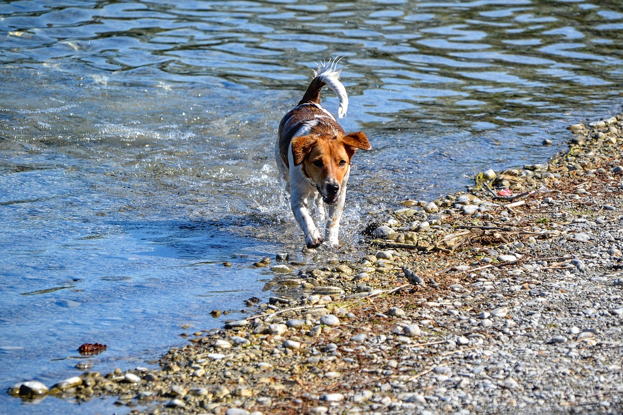 Anjing Air Binatang Dalam Negeri - Foto gratis di Pixabay - Pixabay