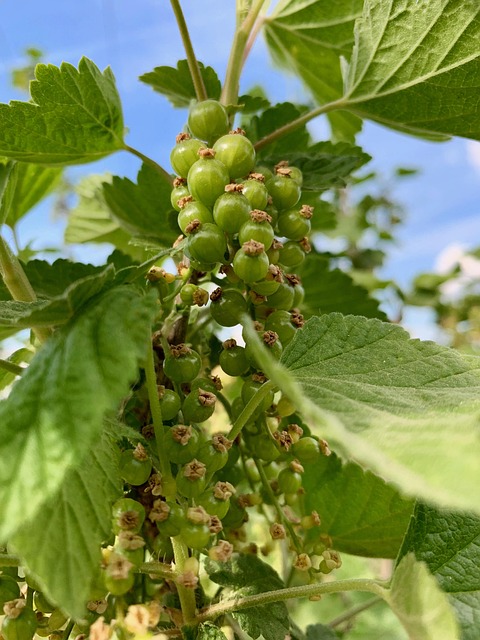 Immature Currant Shrub - Free photo on Pixabay - Pixabay