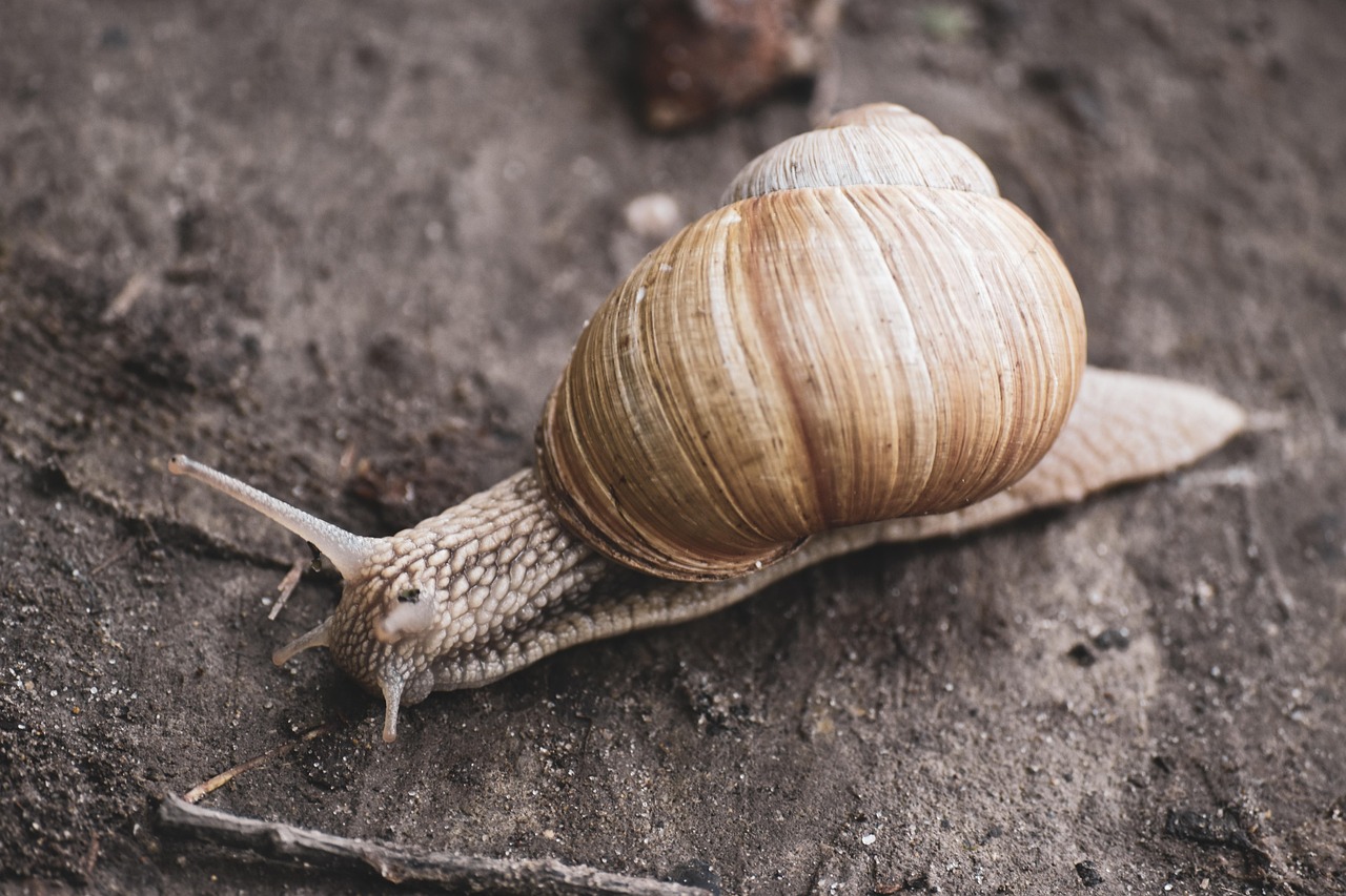 Escargot Éticsiga Ralentir - Photo gratuite sur Pixabay - Pixabay