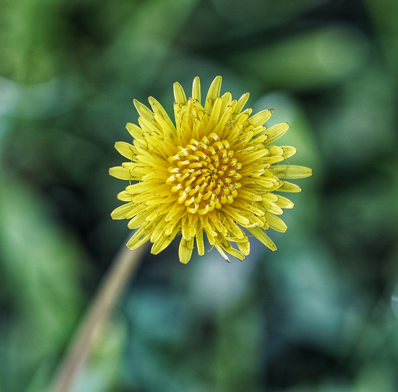 Diente De León Amarillo Planta - Foto gratis en Pixabay - Pixabay