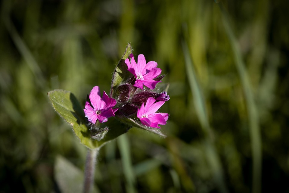 Heath Orchid Bunga Runcing - Foto gratis di Pixabay - Pixabay
