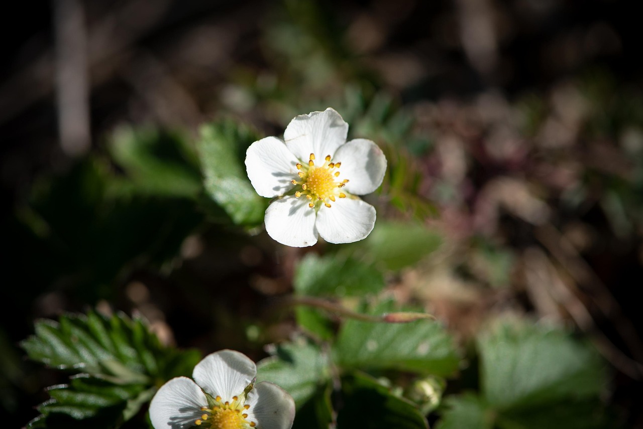 Strawberry Blossoms White - Free photo on Pixabay - Pixabay