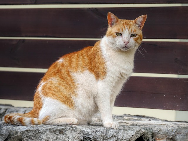 Animal Gato Posando - Foto gratuita no Pixabay - Pixabay