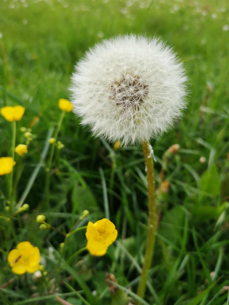 Löwenzahn Mai Pusteblume - Kostenloses Foto auf Pixabay