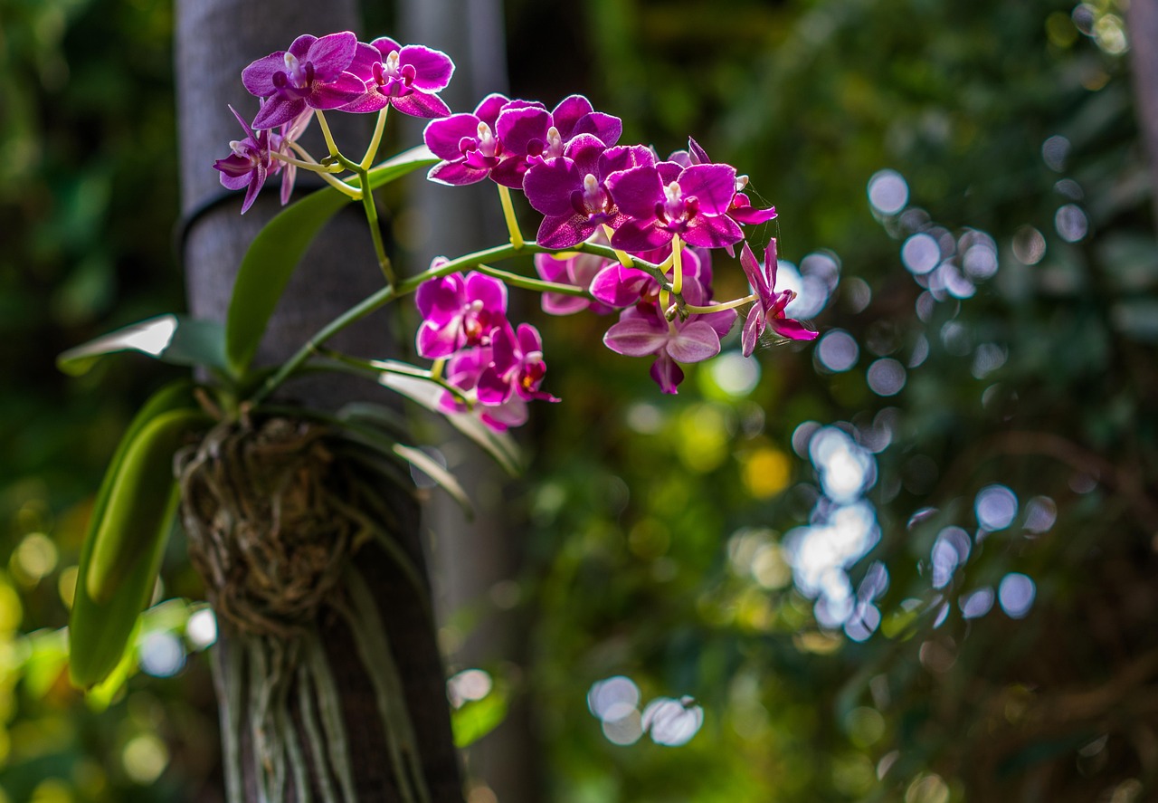 1,000+ Free Purple Orchid & Orchid Images - Pixabay