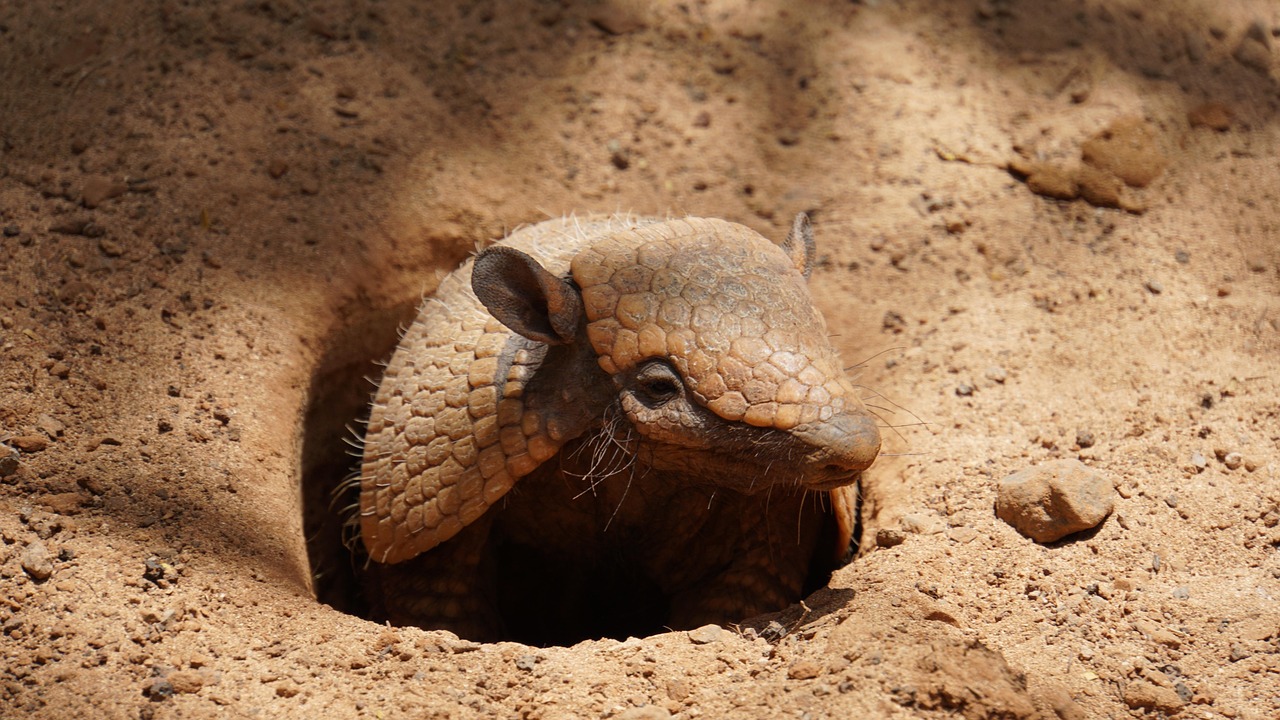 70+ Free Armadillos & Nature Images - Pixabay