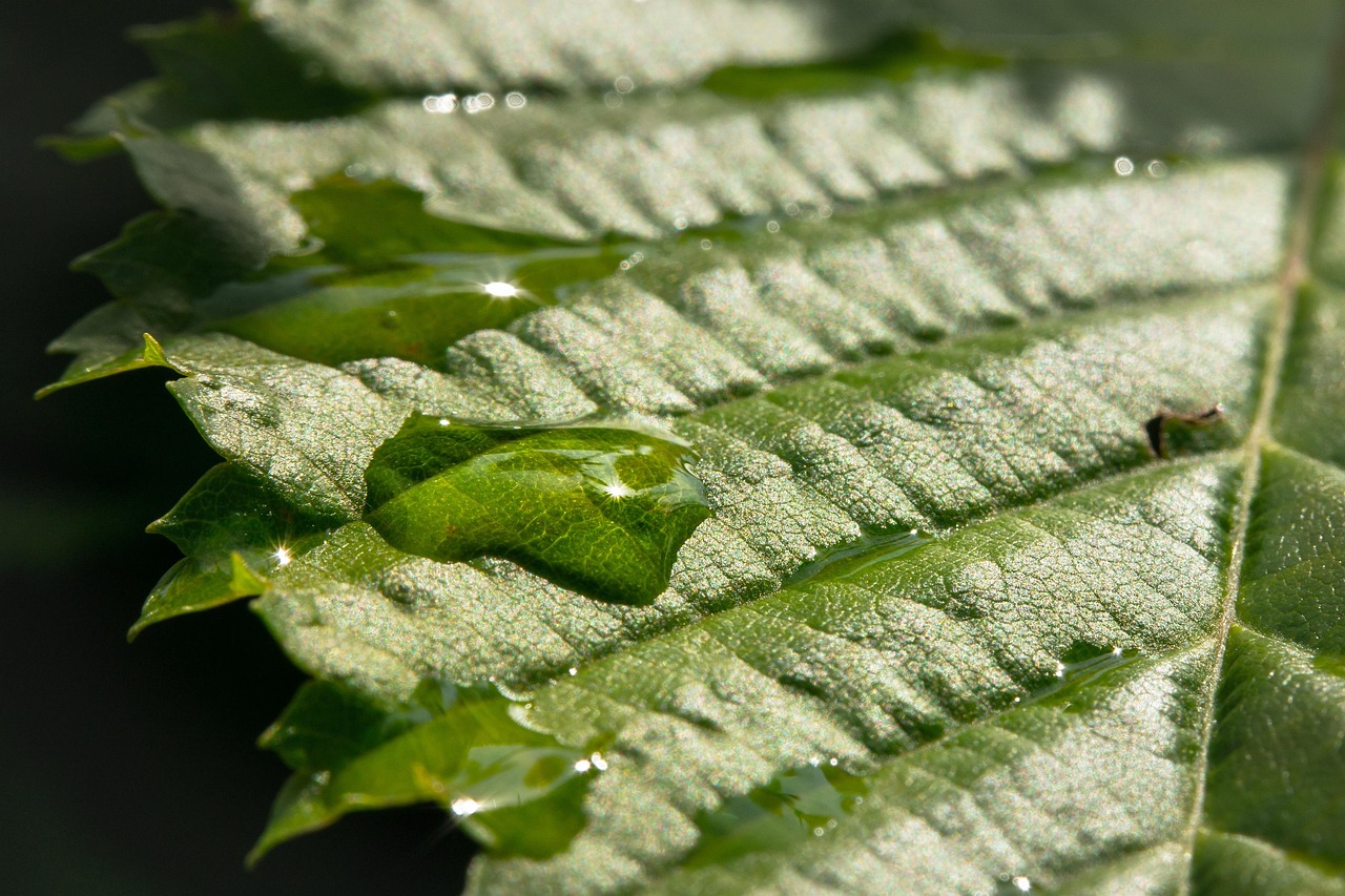 100+ Free 雨水 & Rainwater Images - Pixabay