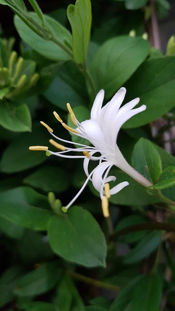 Summer Spring Honeysuckle - Free photo on Pixabay - Pixabay