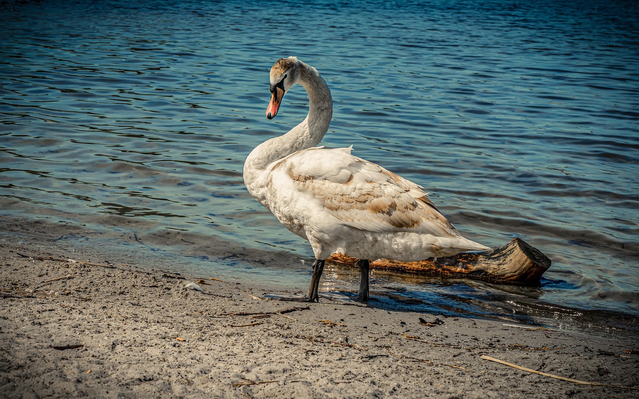 Cisne Agua Lago - Foto gratis en Pixabay - Pixabay