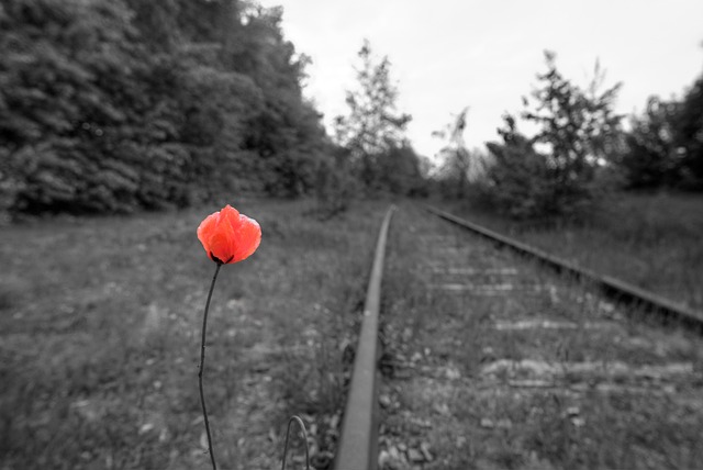 Poppy Tracks Train Black And - Free photo on Pixabay - Pixabay