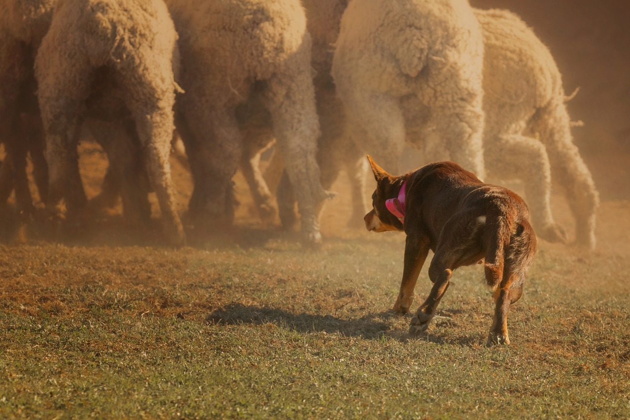 80+ Free Kelpies & Falkirk Images - Pixabay