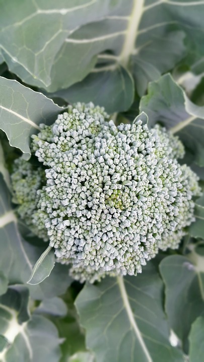 Vegetable Broccoli Food - Free photo on Pixabay