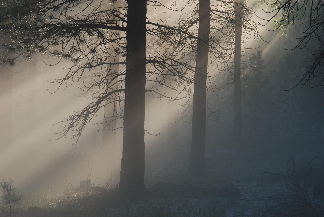 Luz Neblina Niebla Foto Gratis En Pixabay Pixabay