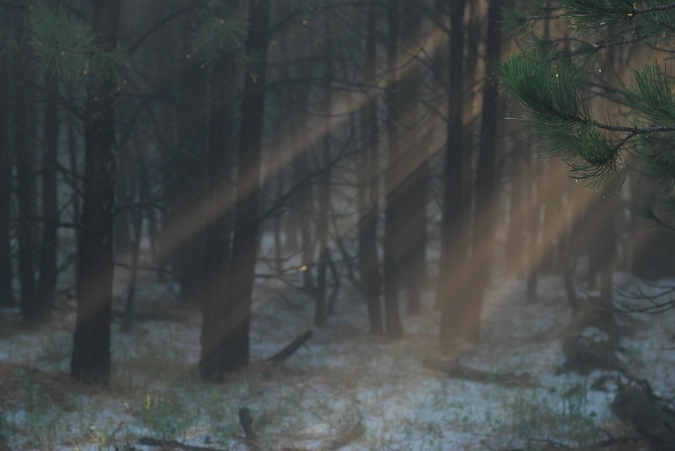 Light Rays Sunlight - Free photo on Pixabay - Pixabay