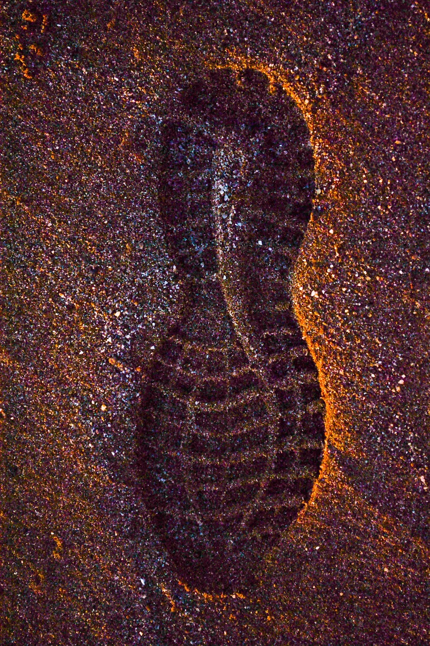 100+ Free Foot Prints & Foot Images - Pixabay