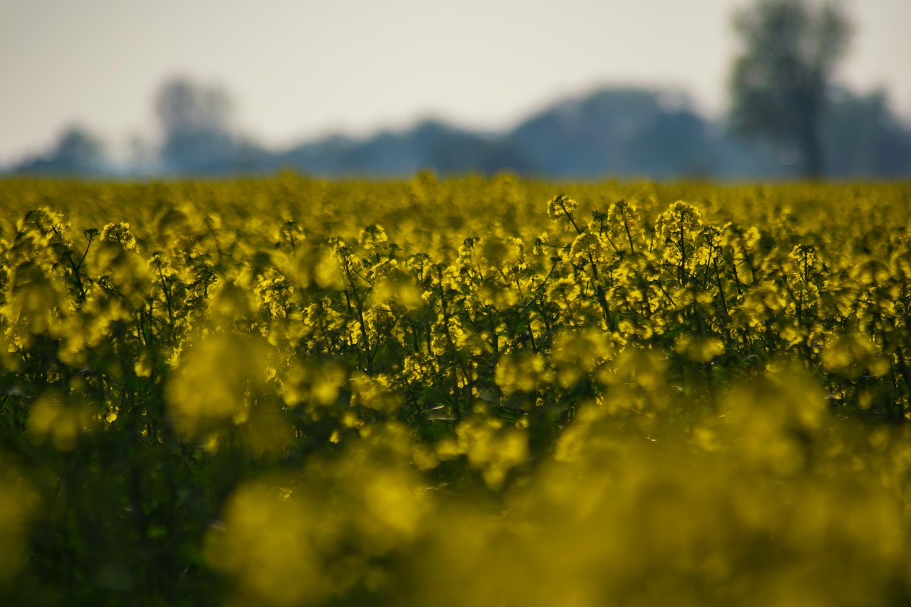 Field Of Rapeseeds Oilseed Rape - Free photo on Pixabay