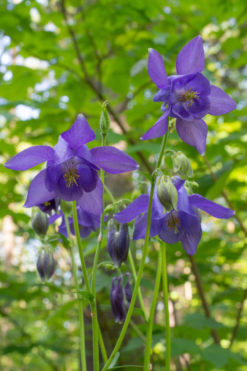 Columbine General Flower Bloom - Free photo on Pixabay - Pixabay