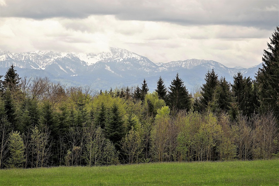 Forêt Des Arbres Montagnes La - Photo gratuite sur Pixabay - Pixabay