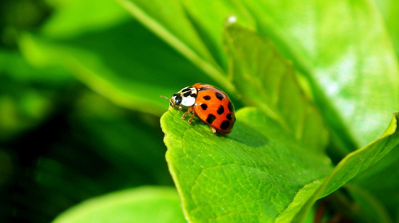 Mariquita Insecto Naturaleza - Foto gratis en Pixabay - Pixabay