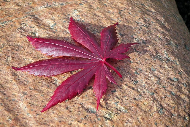 Feuille Érable Du Japon Pierre - Photo gratuite sur Pixabay - Pixabay