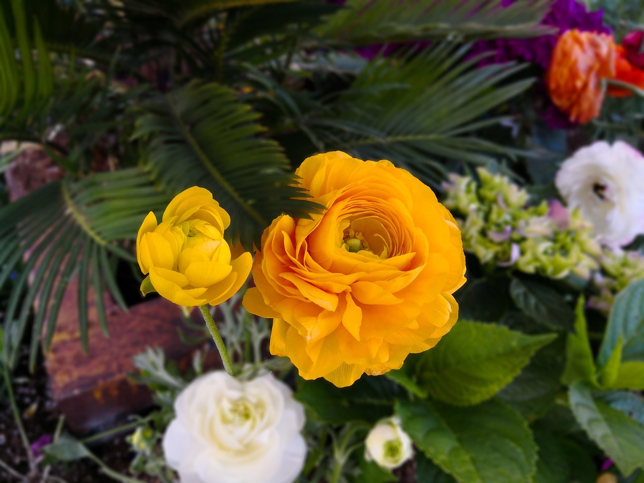 Fleurs Des Roses Bloom - Photo gratuite sur Pixabay - Pixabay