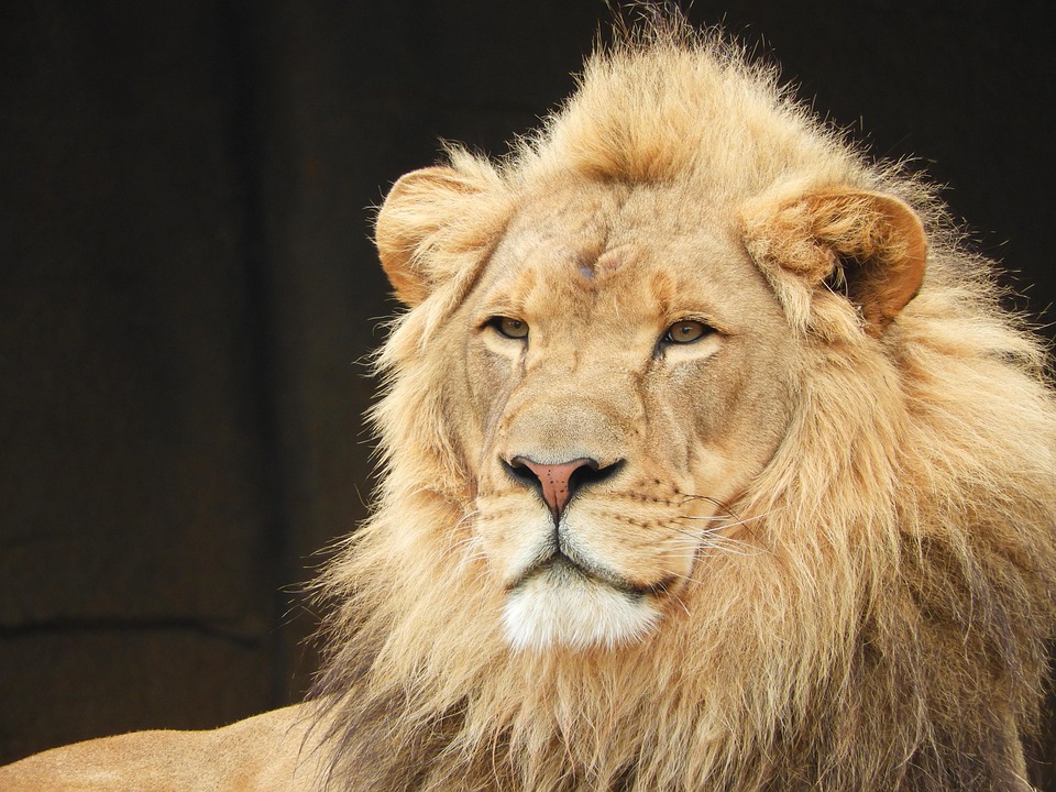 Lion Zoo Male - Free photo on Pixabay