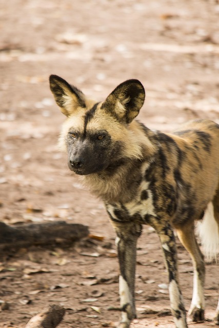 Wild Dog Wildlife - Free photo on Pixabay - Pixabay