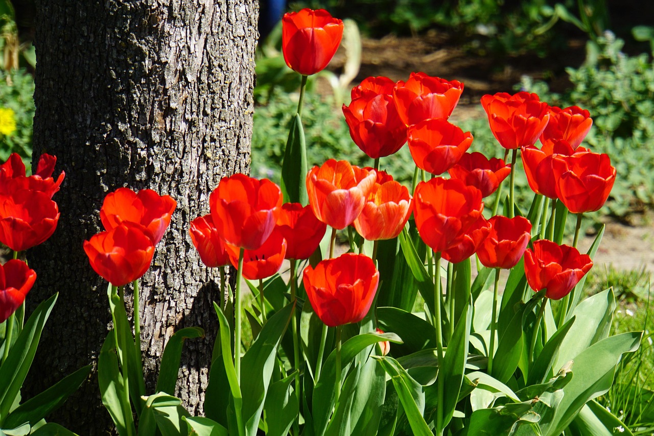 300+ Free Tulip Trees & Nature Images - Pixabay