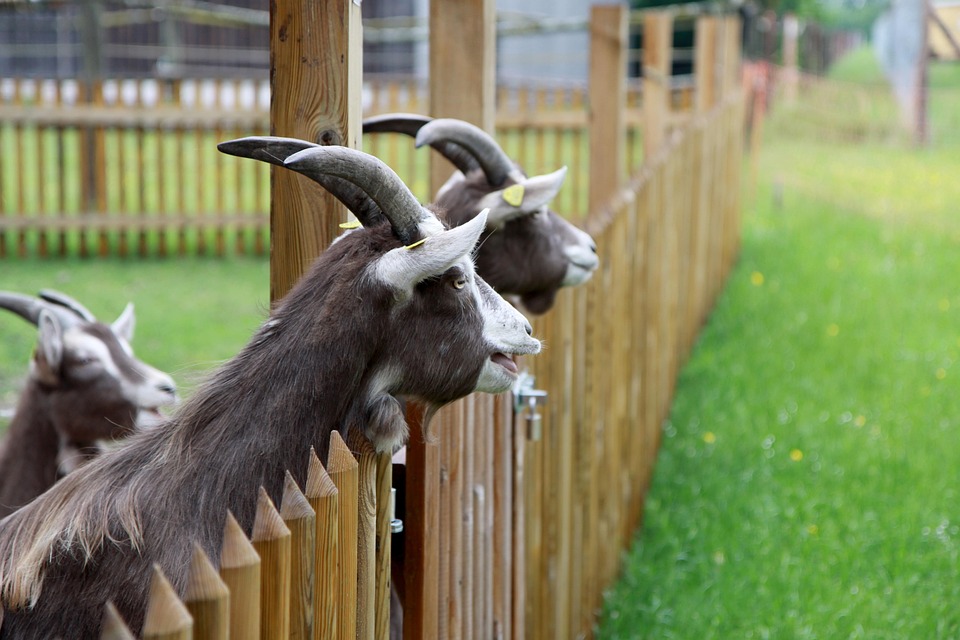 Goat Animal Farm Yard - Free photo on Pixabay