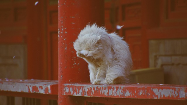 Chat Rouge Chaton Le Monde - Photo gratuite sur Pixabay - Pixabay
