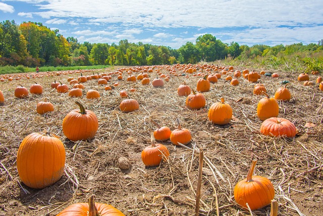 Pumpkins Field Autumn - Free photo on Pixabay
