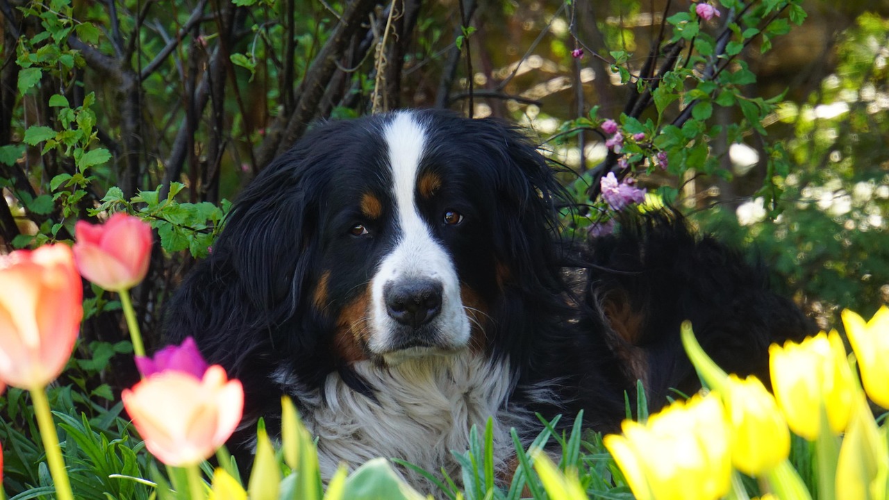 Perro De Montaña Bernese - Foto gratis en Pixabay - Pixabay