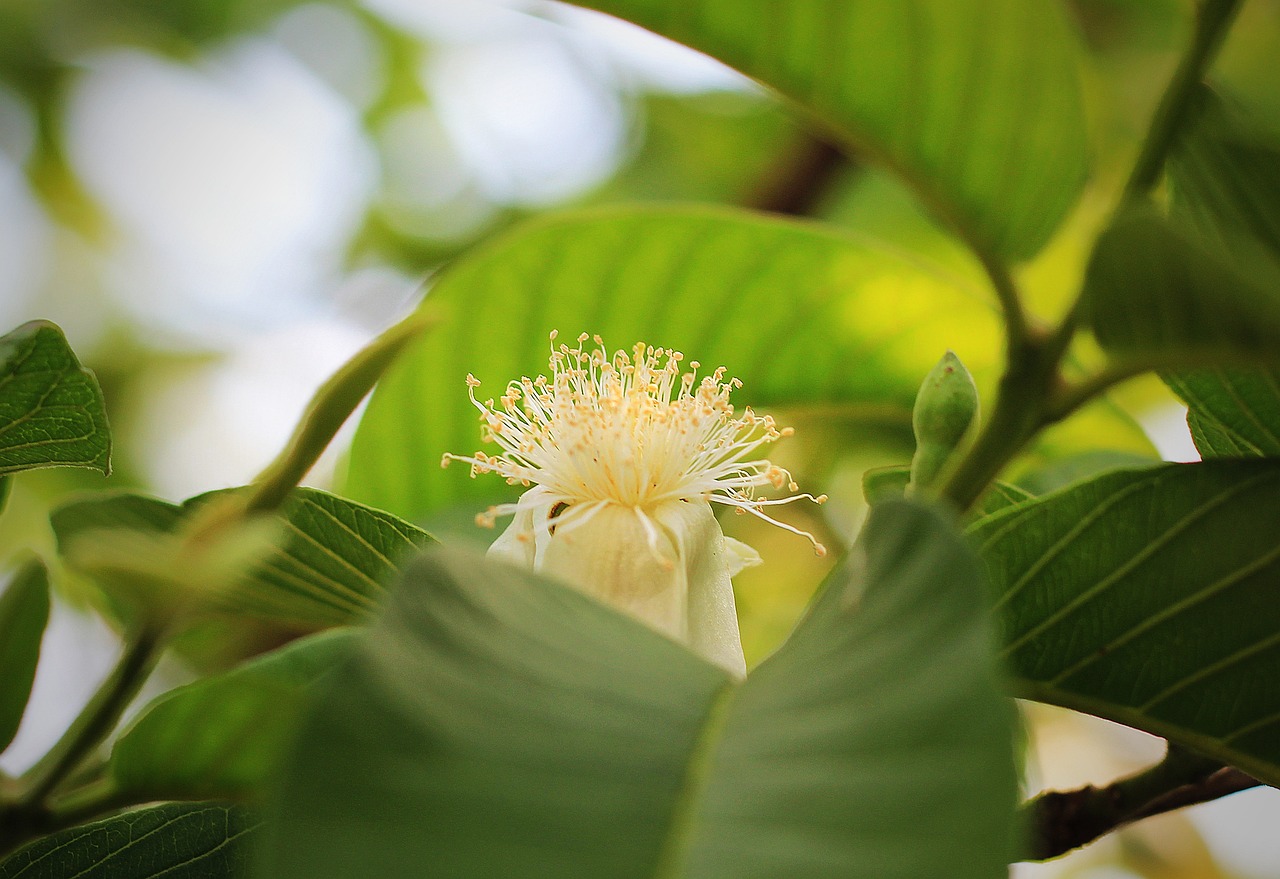 200+ Free Guava & Nature Images - Pixabay
