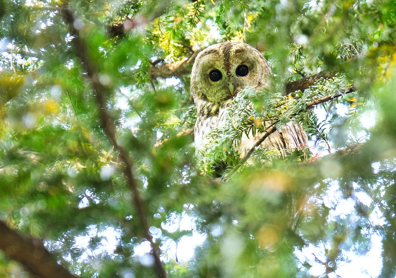 Chouette Brune Hibou Rapace Oiseau - Photo gratuite sur Pixabay - Pixabay