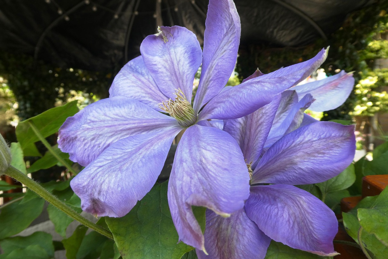 Larkspur Blue Flower - Free photo on Pixabay - Pixabay