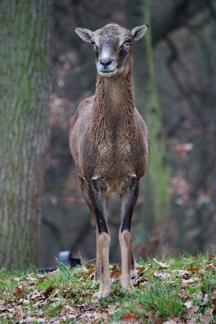 Moufflon Sheep Wild - Free photo on Pixabay - Pixabay